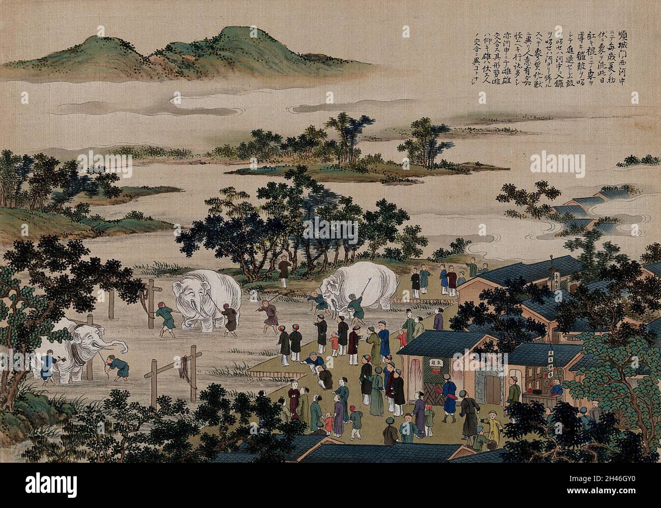 Chinese people washing three large, white elephants. Gouache painting ...