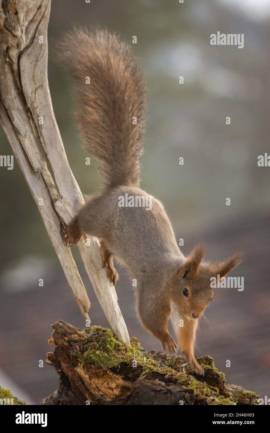 Squirrel jumping from tree tree hi-res stock photography and images - Alamy