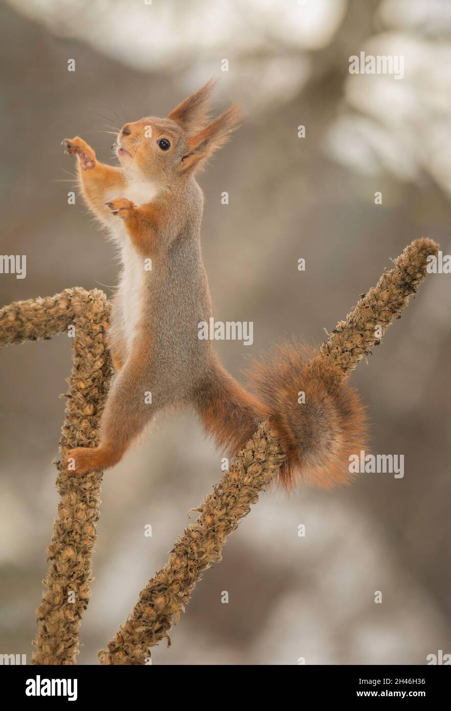 Dead sciuridae hi-res stock photography and images - Alamy