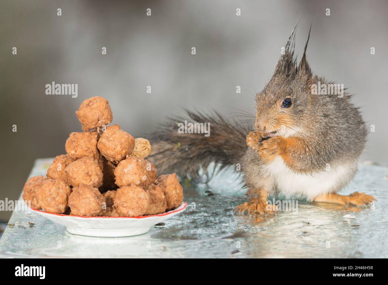 Squirrel meat hi-res stock photography and images - Alamy