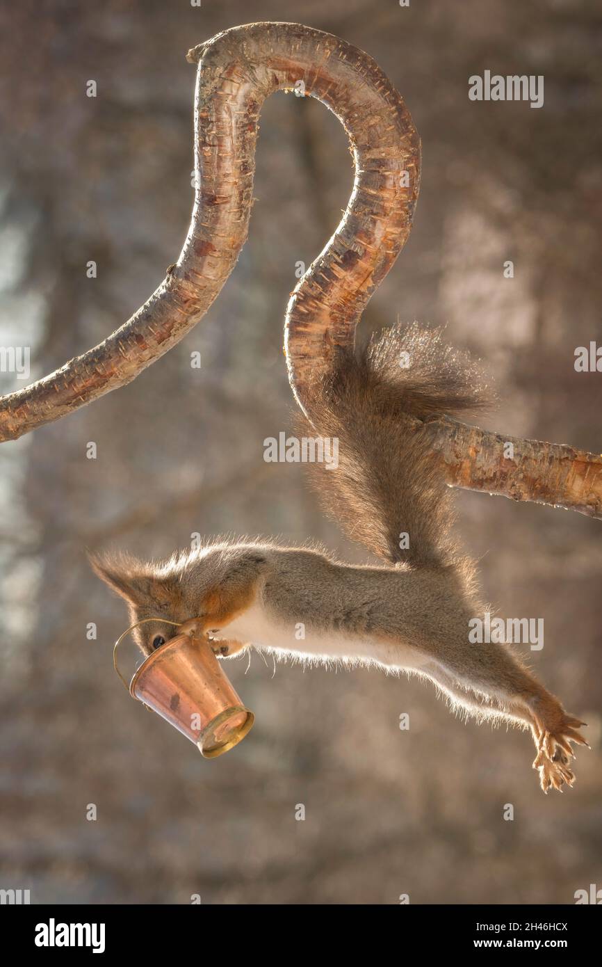 Squirrel falling hi-res stock photography and images - Alamy
