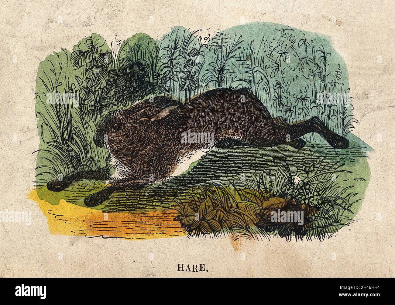 Coloured wood engraving hi-res stock photography and images - Alamy