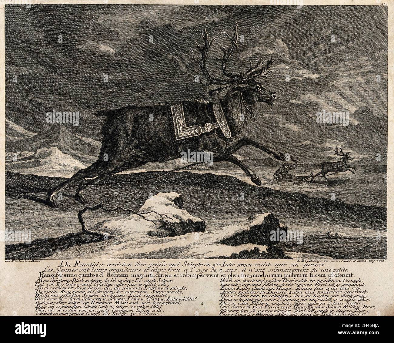 A harnessed reindeer rearing its front legs in a mountainous landscape ...