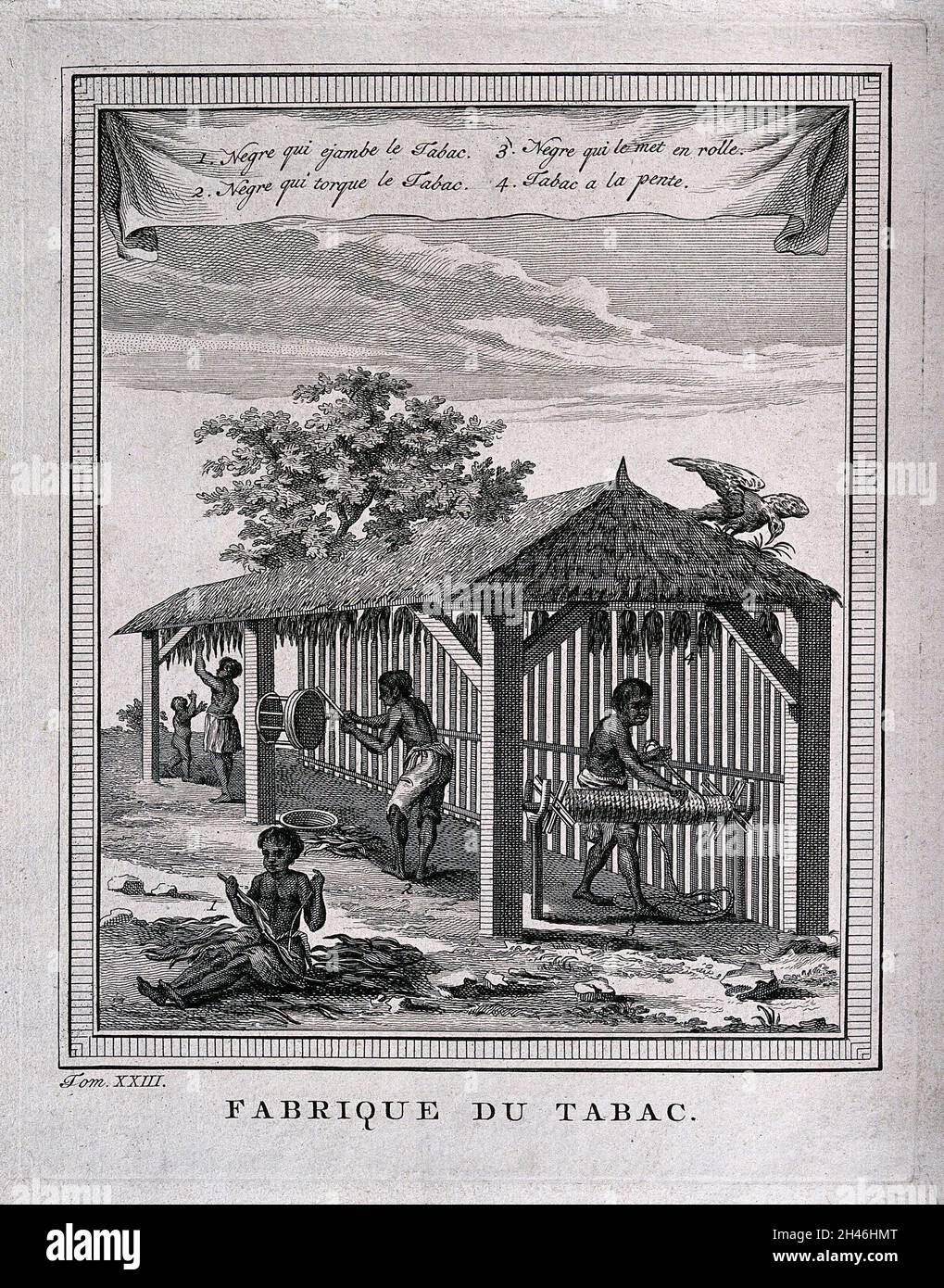 Tobacco plantation workers curing and preparing tobacco under a shelter ...