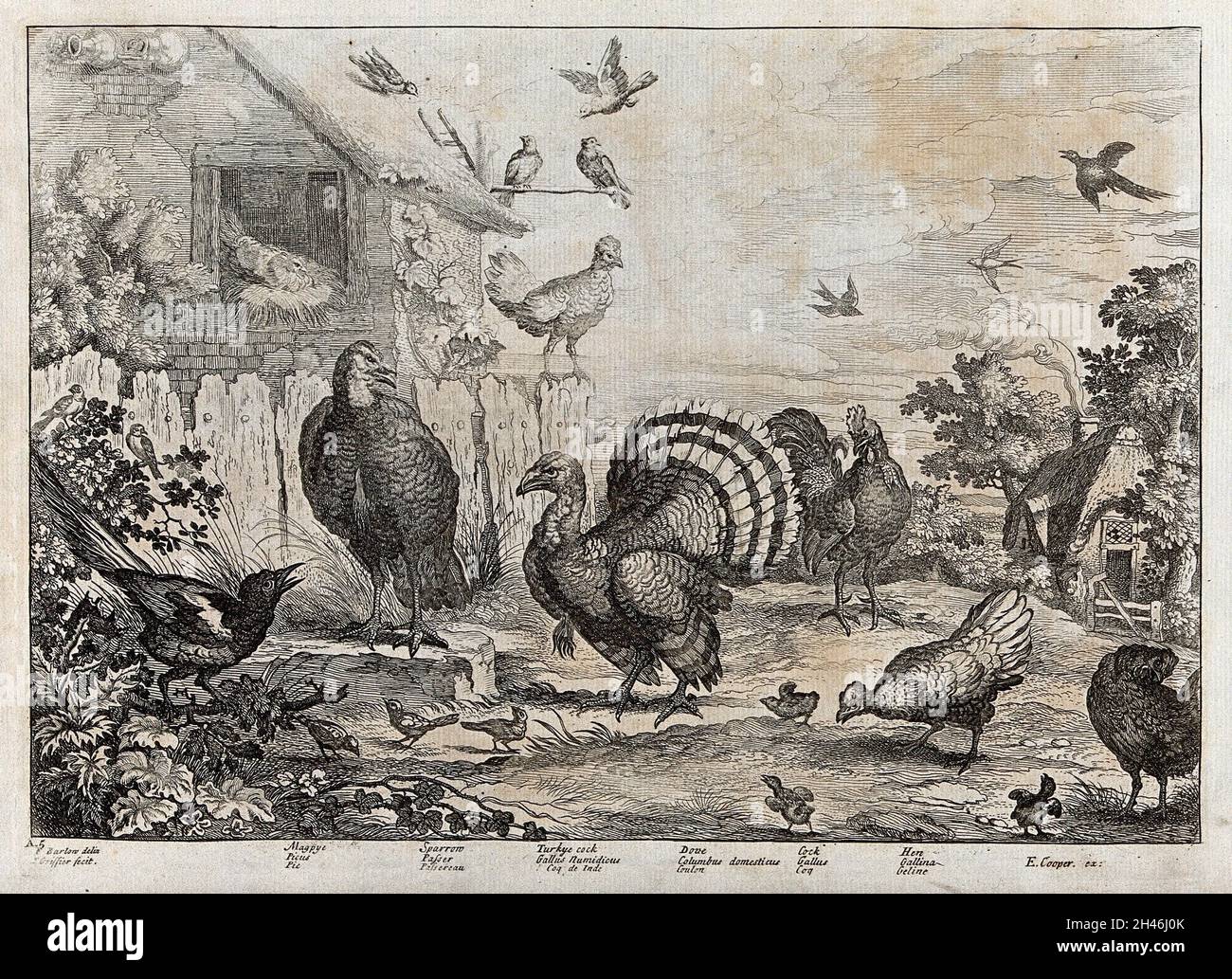 Birds in a farmyard: magpie, sparrow, turkey, dove, cockerel and hen ...