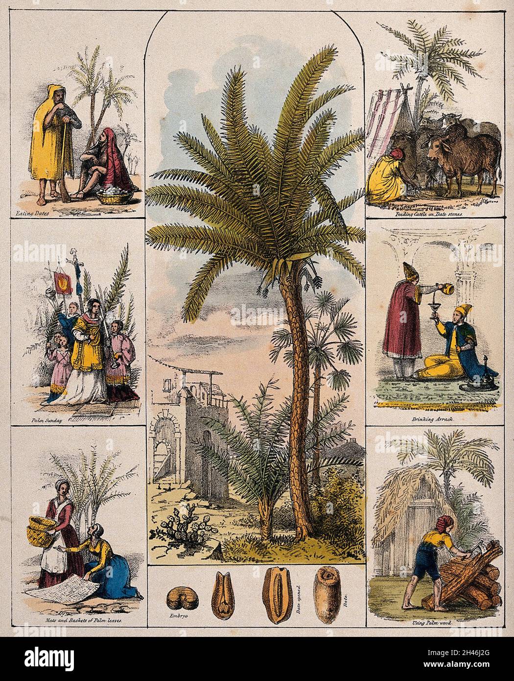 A date palm tree (Phoenix dactylifera) and segments of the fruit ...