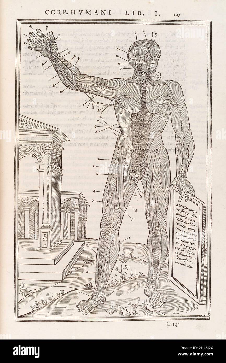 Anatomical figure displaying anterior muscles Stock Photo - Alamy