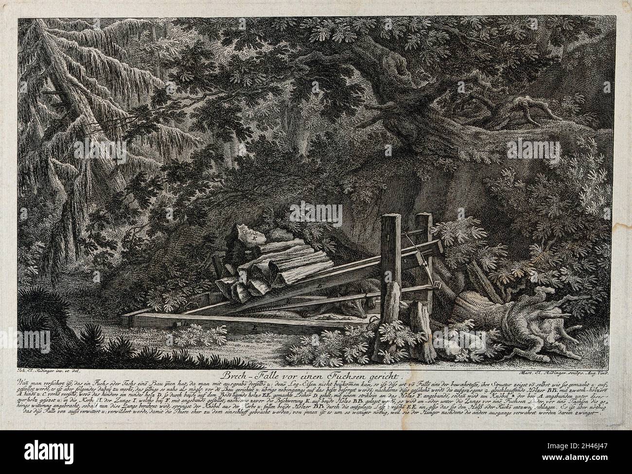 A fox-trap in the forest: a dead fox in a trap which kills by releasing ...
