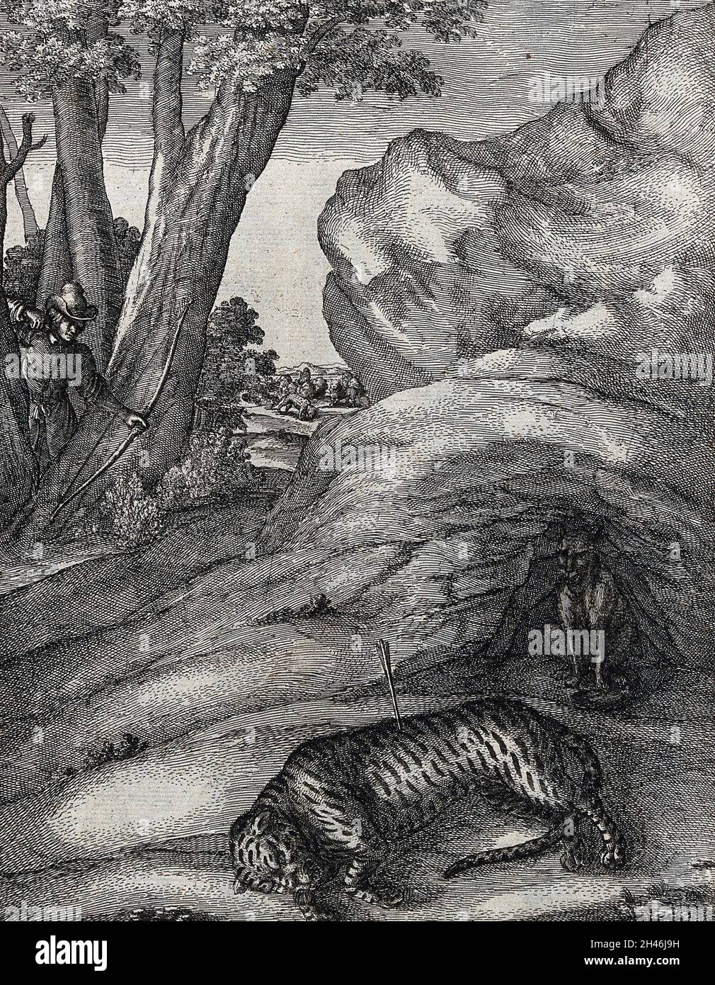 A tiger lies in the foreground shot by an archer who appears between ...