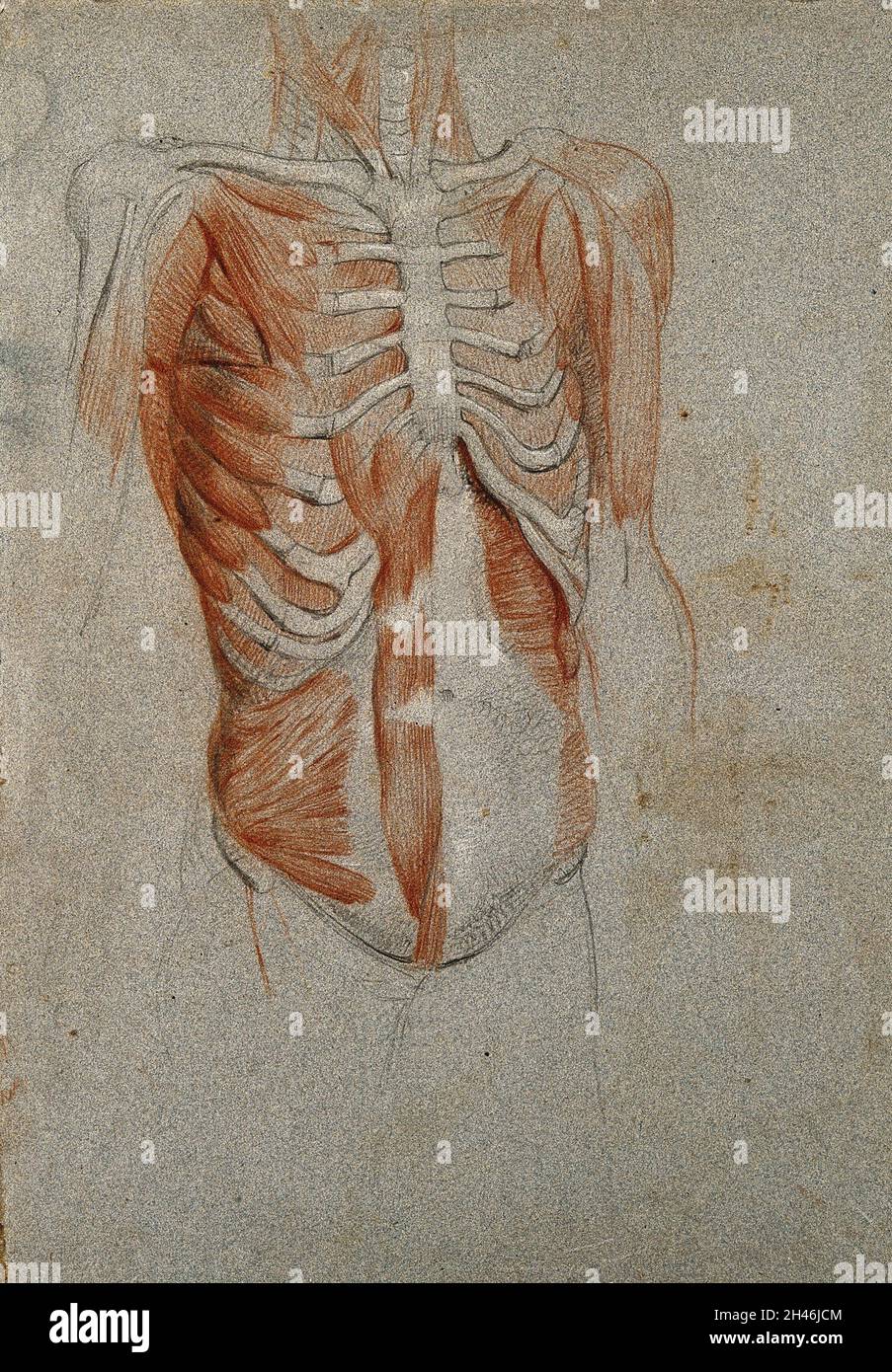 Écorché figure, showing the bones and muscles of the thorax. Black and ...