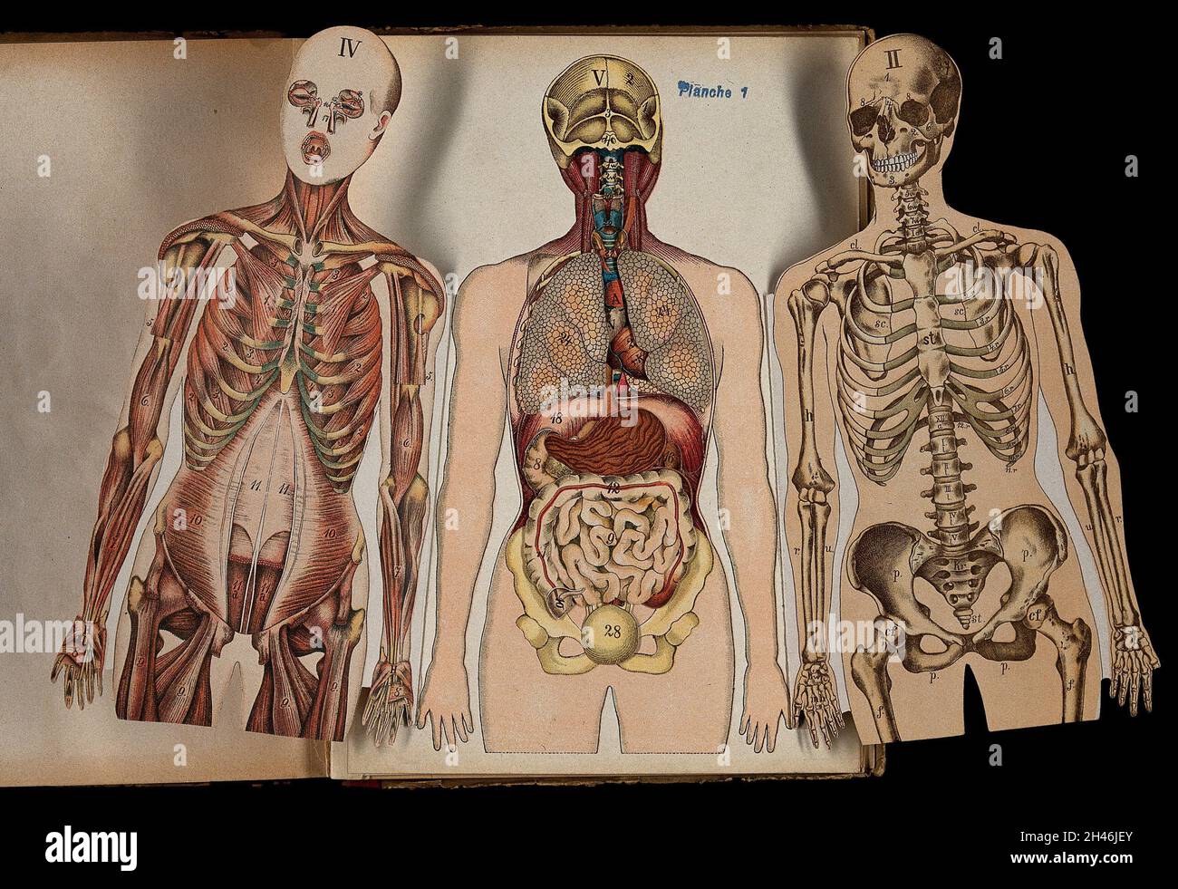 Three anatomical cut outs of a man, showing muscles, bones, heart ...