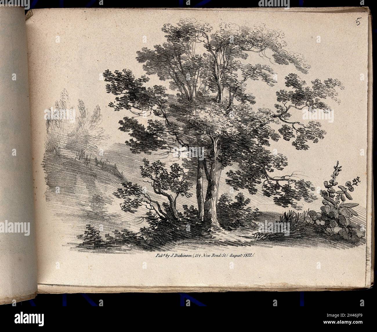 A tree, possibly an ash tree (Fraxinus species), with surrounding ...