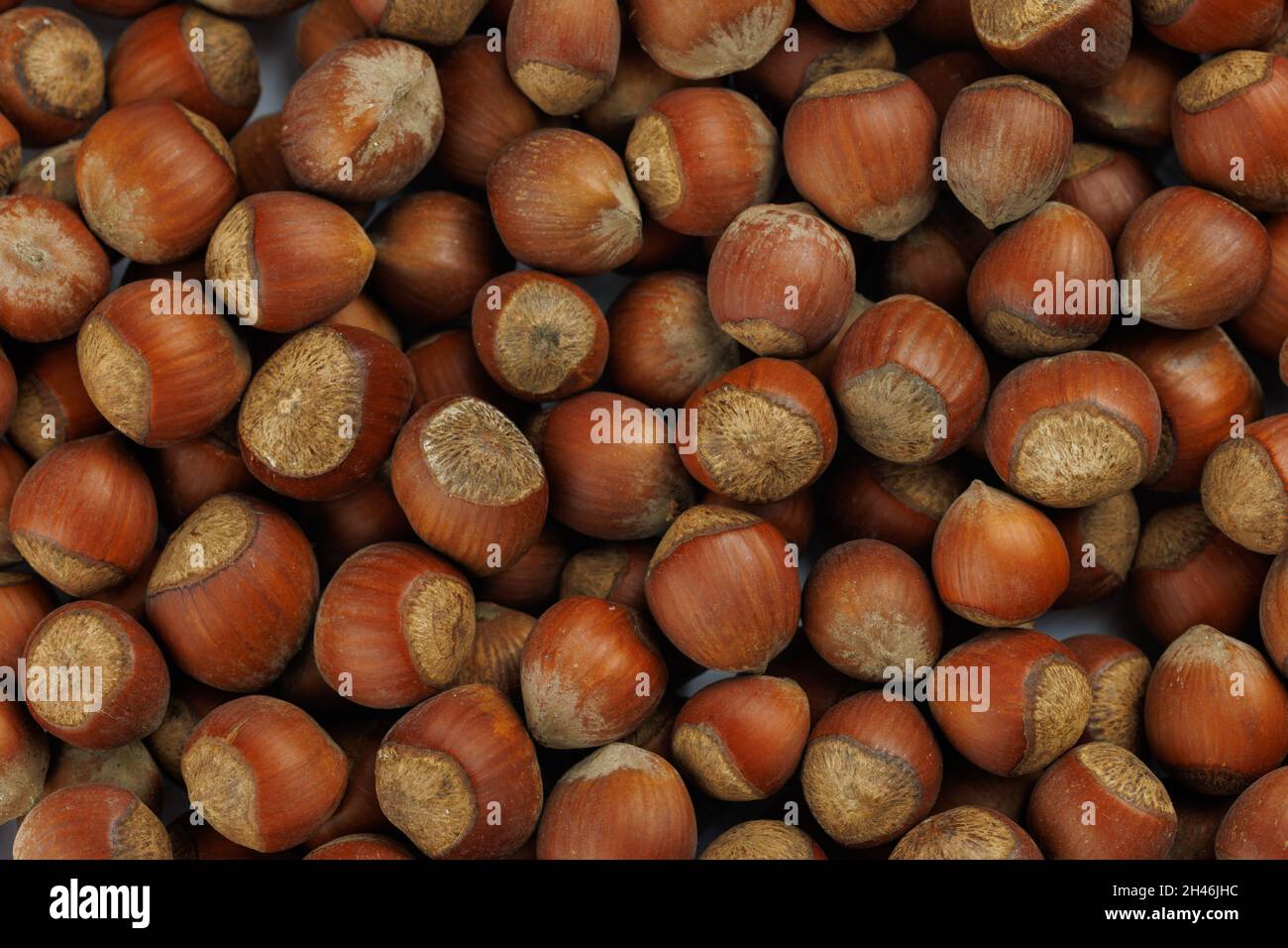 pile of hazelnuts with shells full frame close-up background Stock ...