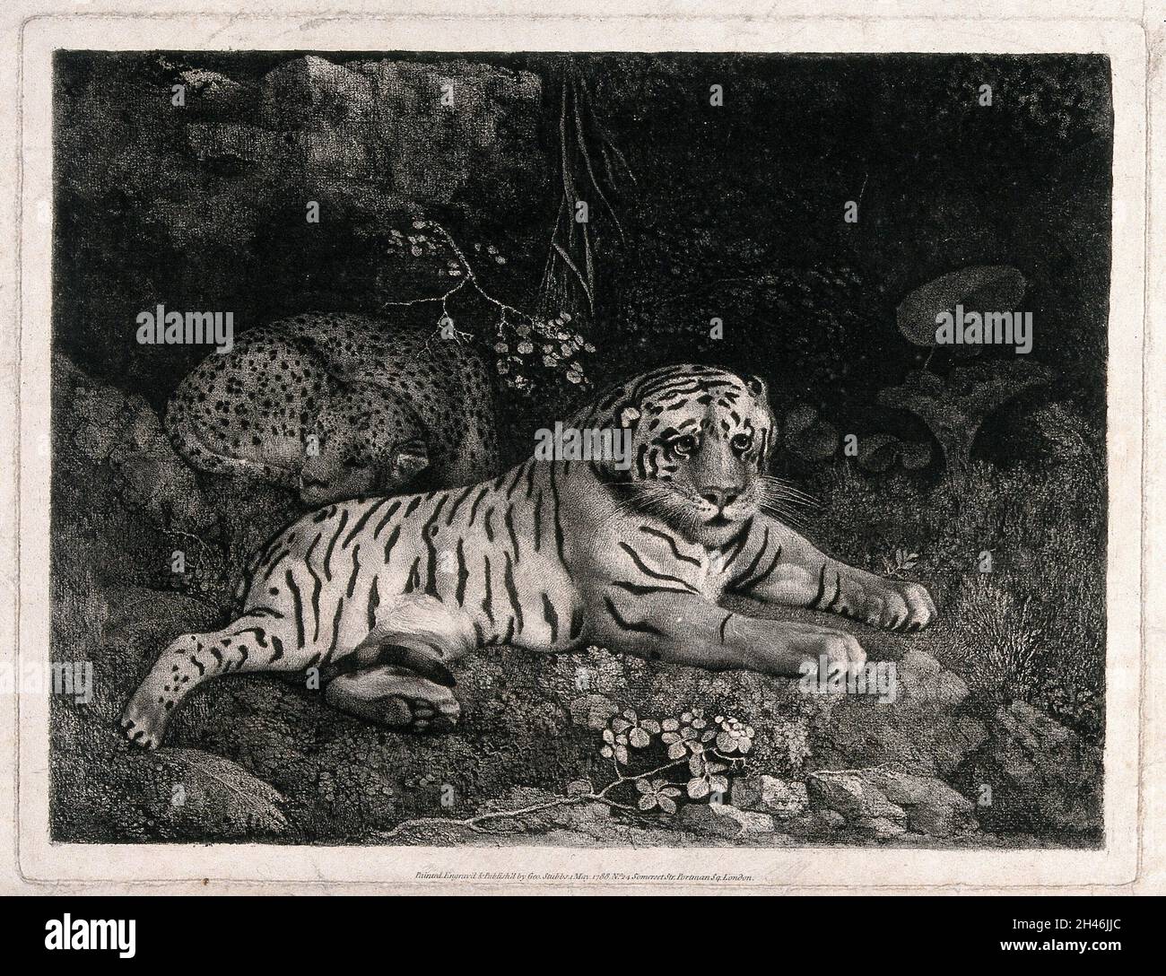 A tiger and a sleeping leopard. Soft ground etching by G. Stubbs, 1788 ...