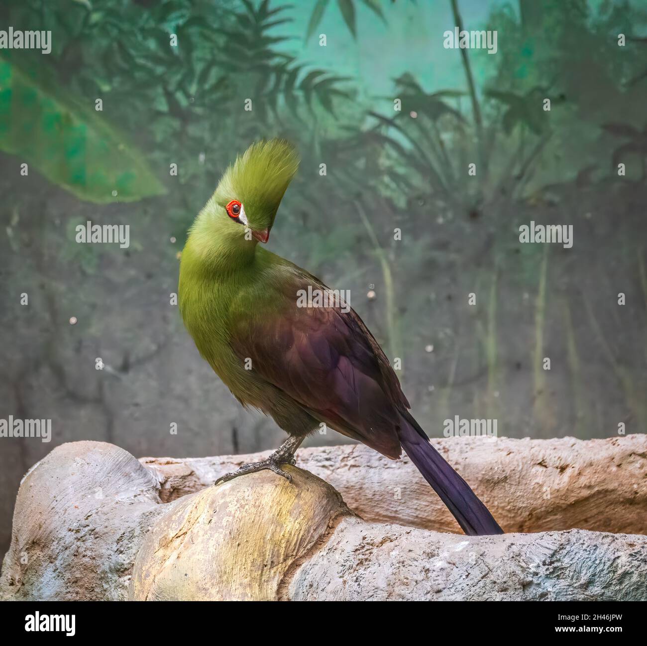 The Guinea turaco,Tauraco persa, also known as the green turaco or ...