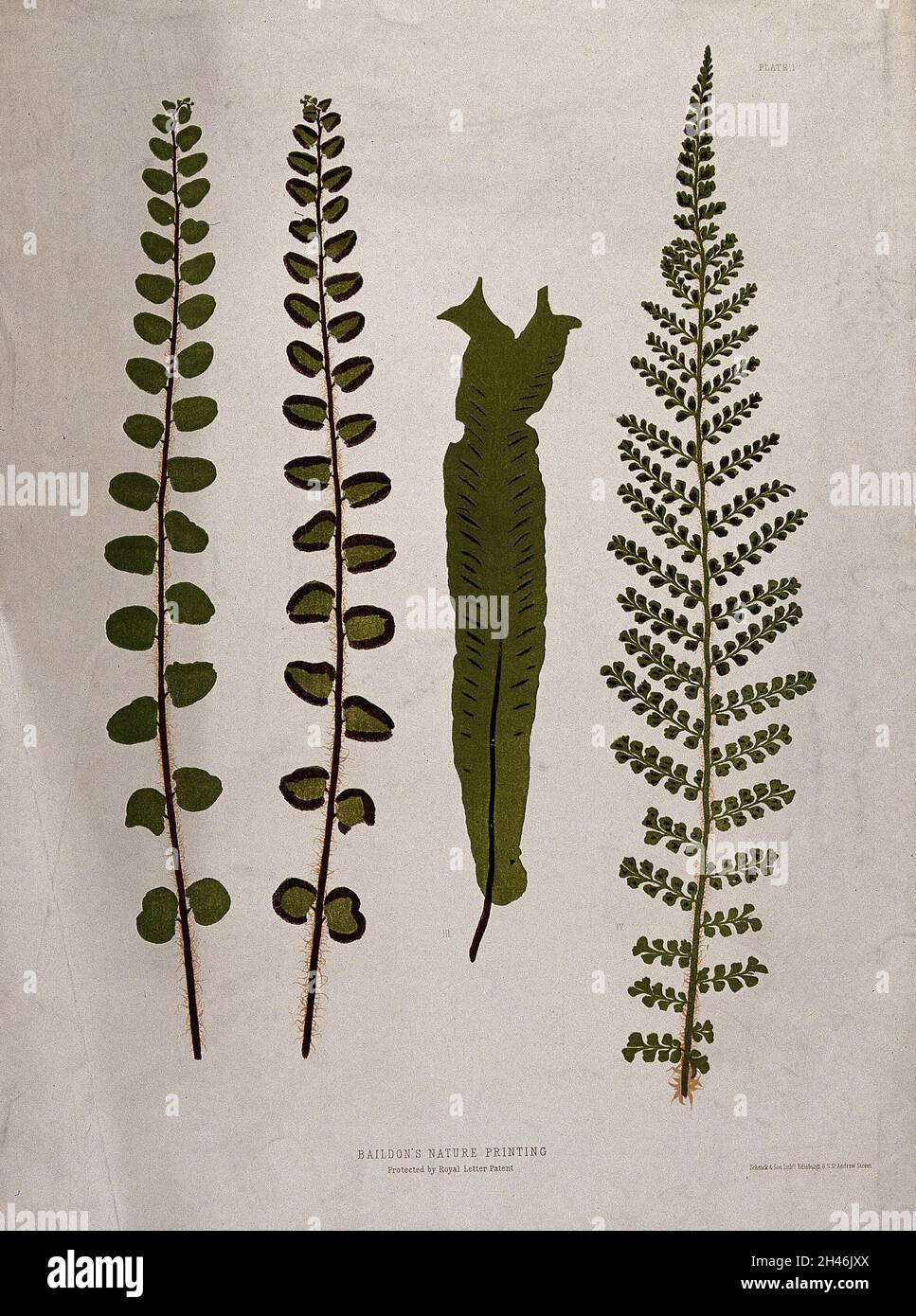 Four fern fronds, one of a hart's tongue fern (Asplenium species ...
