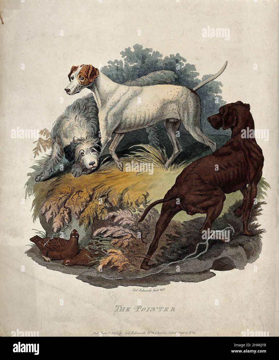 Three hunting dogs are standing next to a spot where two game-birds are ...