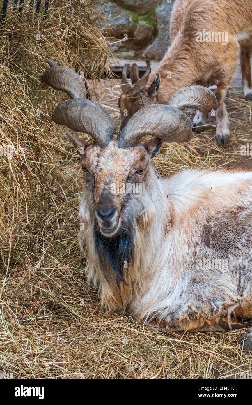 Close-up portrait of Markhor, Capra falconeri, wild goat native to ...