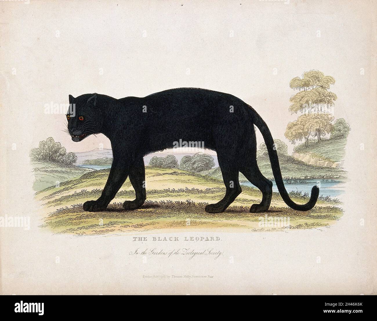 Leopard society hi-res stock photography and images - Alamy