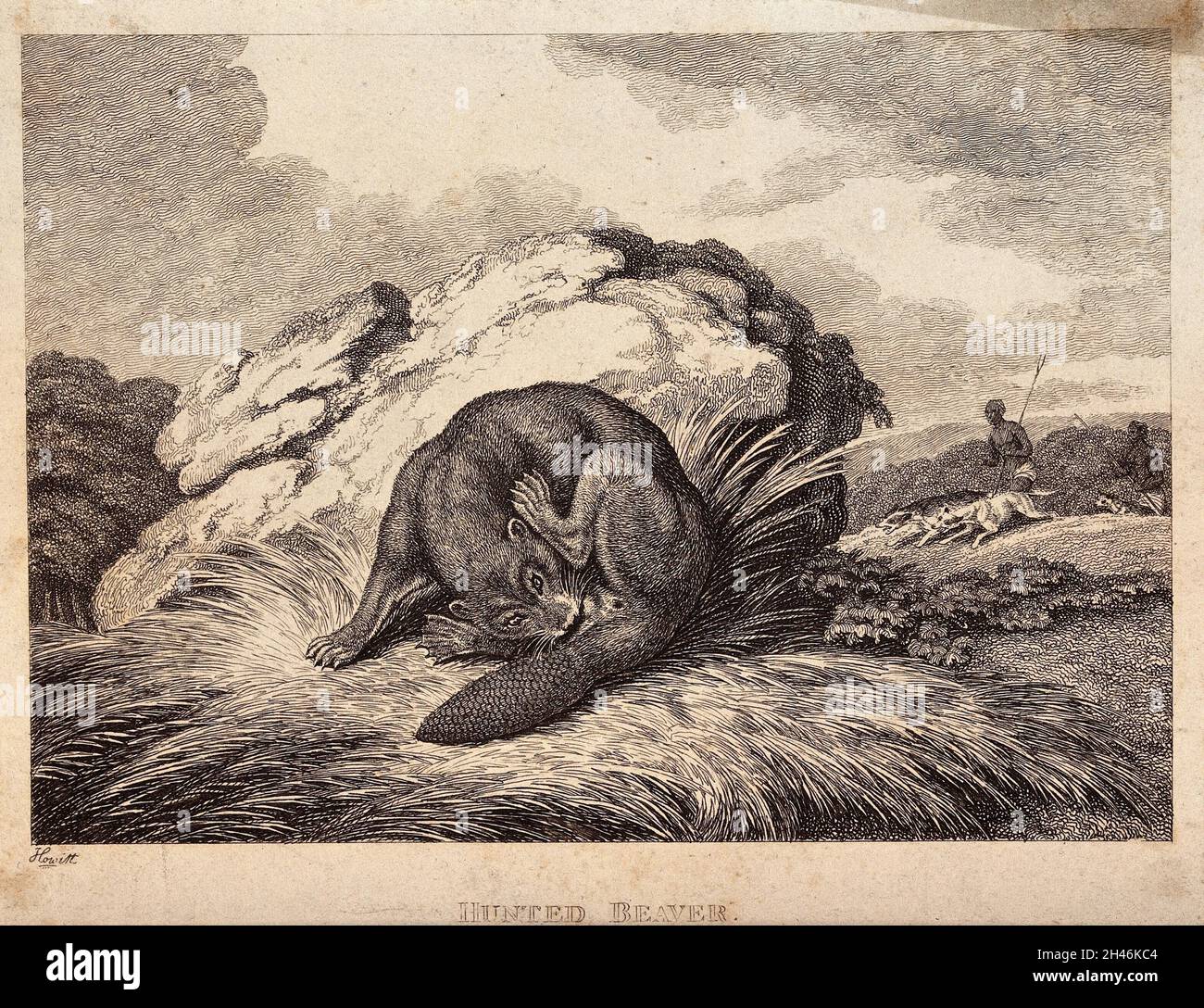 A beaver hiding from hunters and biting off its own testicles to leave ...