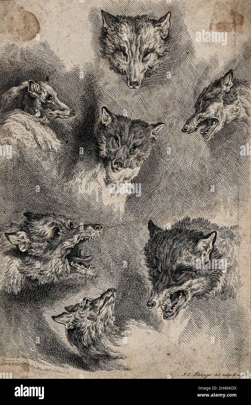 Seven different facial expressions of a fox, ranging from observant to ...