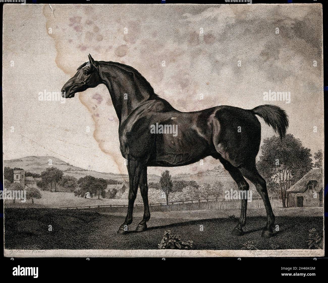 The racehorse Sweet William in a landscape. Stipple print by G.T ...