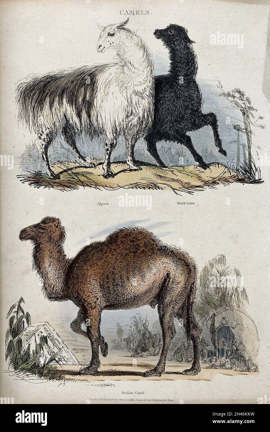 Three camels. Coloured etching by T. Landseer Stock Photo - Alamy