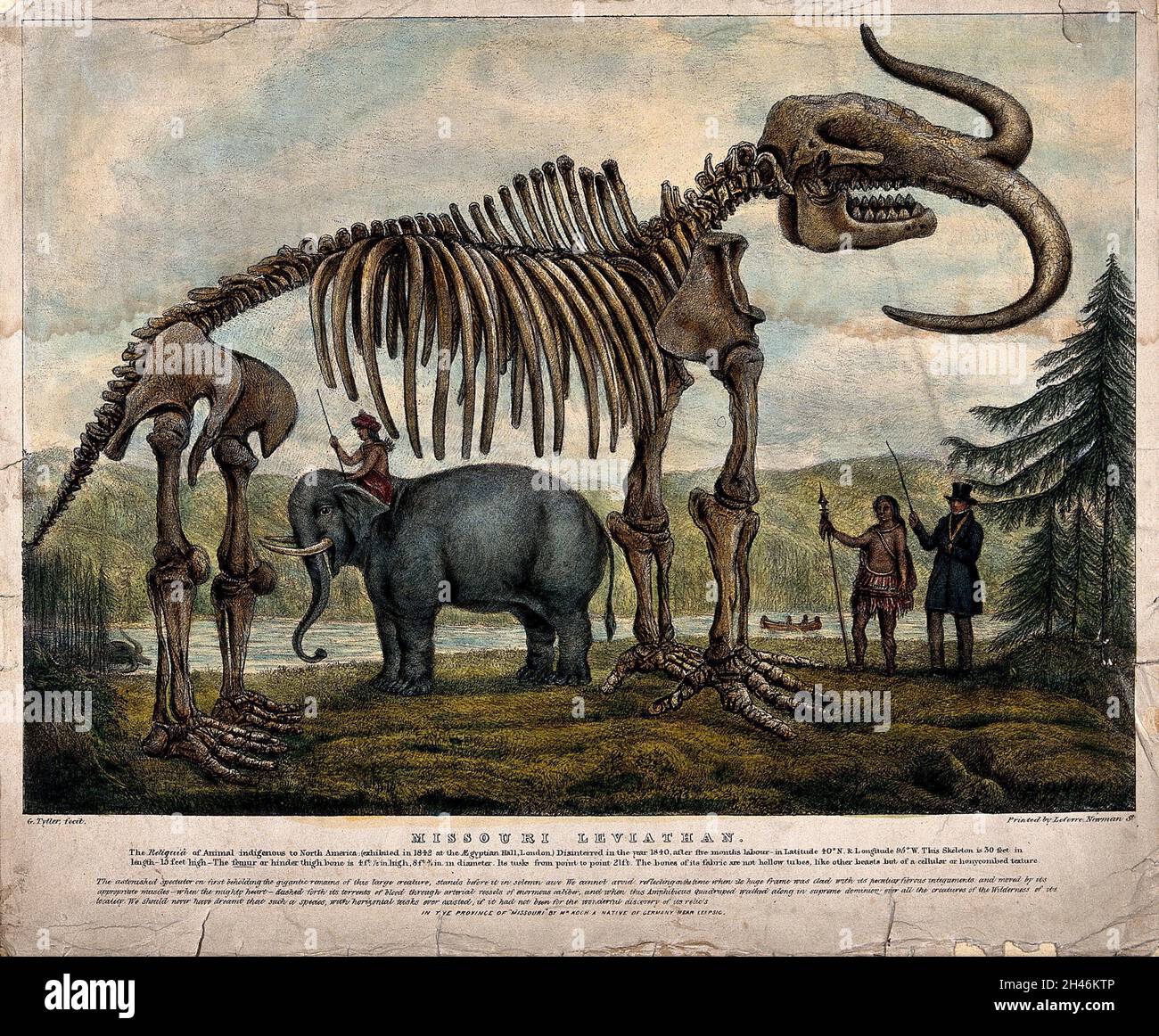 Skeleton of the Missouri Leviathan: the skeleton is shown standing in a ...