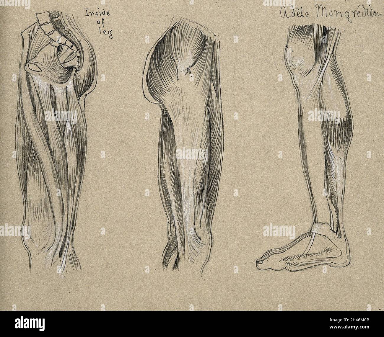 Muscles of the leg and foot: three figures. Pencil and chalk drawing by ...