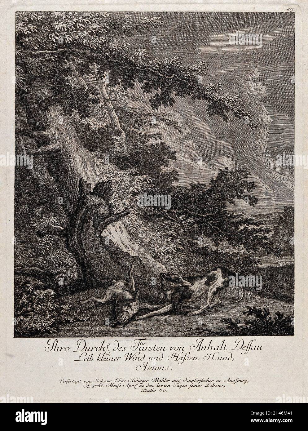 Avions, the Duke of Anhalt-Dessau's favourite greyhound. Etching by J.E ...