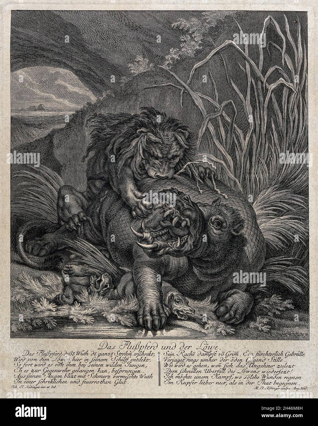 A hippopotamus with its young is attacked by a lion. Etching by M.E ...