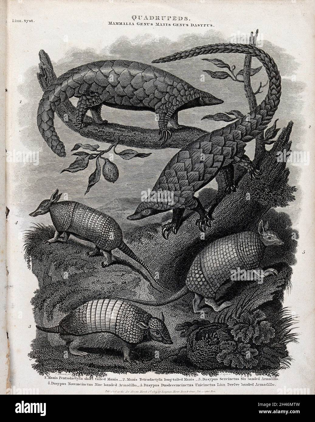 Five four-footed mammals, including manis and armadillos. Line ...