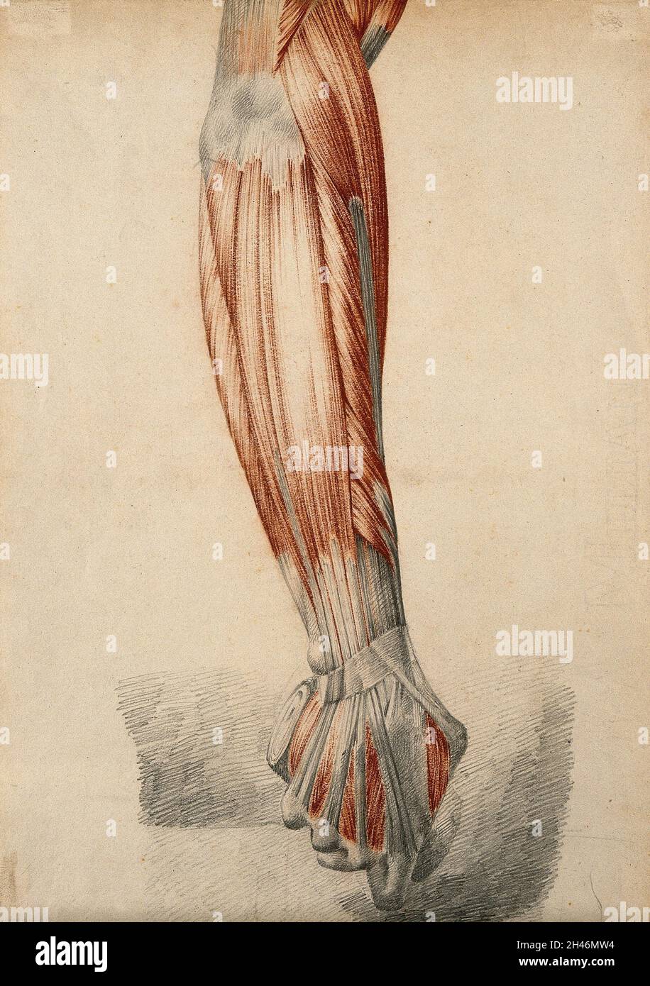 Muscles and tendons of the arm and clenched fist. Red chalk and pencil ...