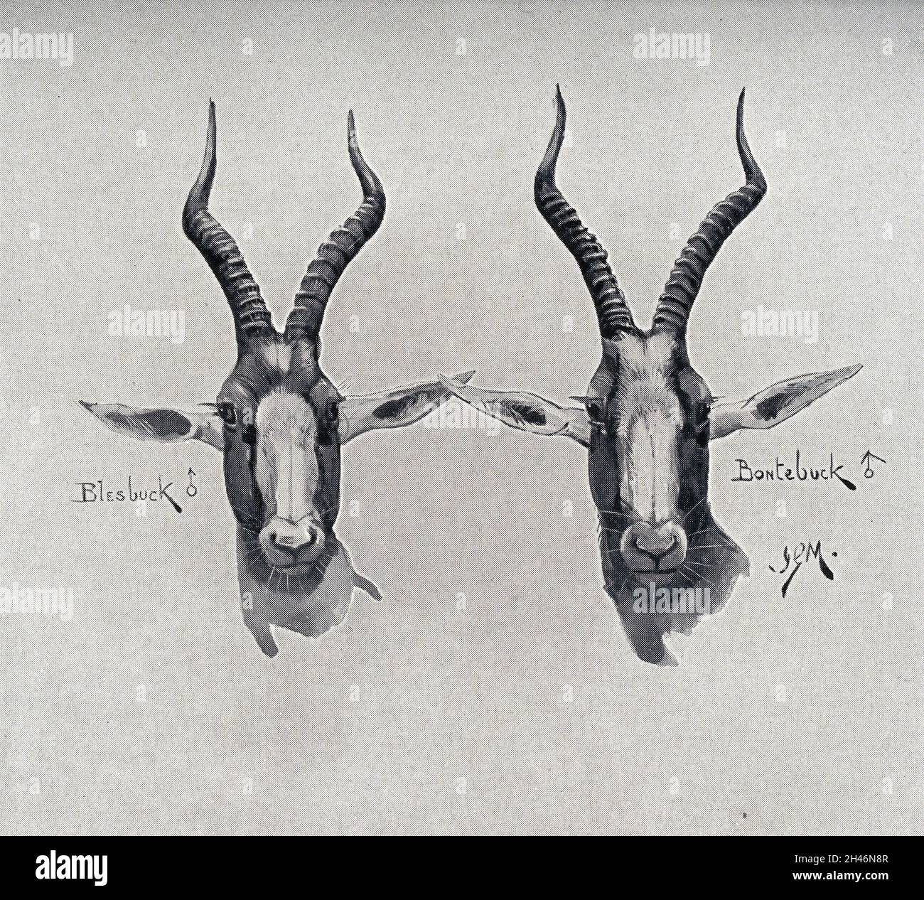 The heads of two male antelope, possibly oryx, one blazed and one ...
