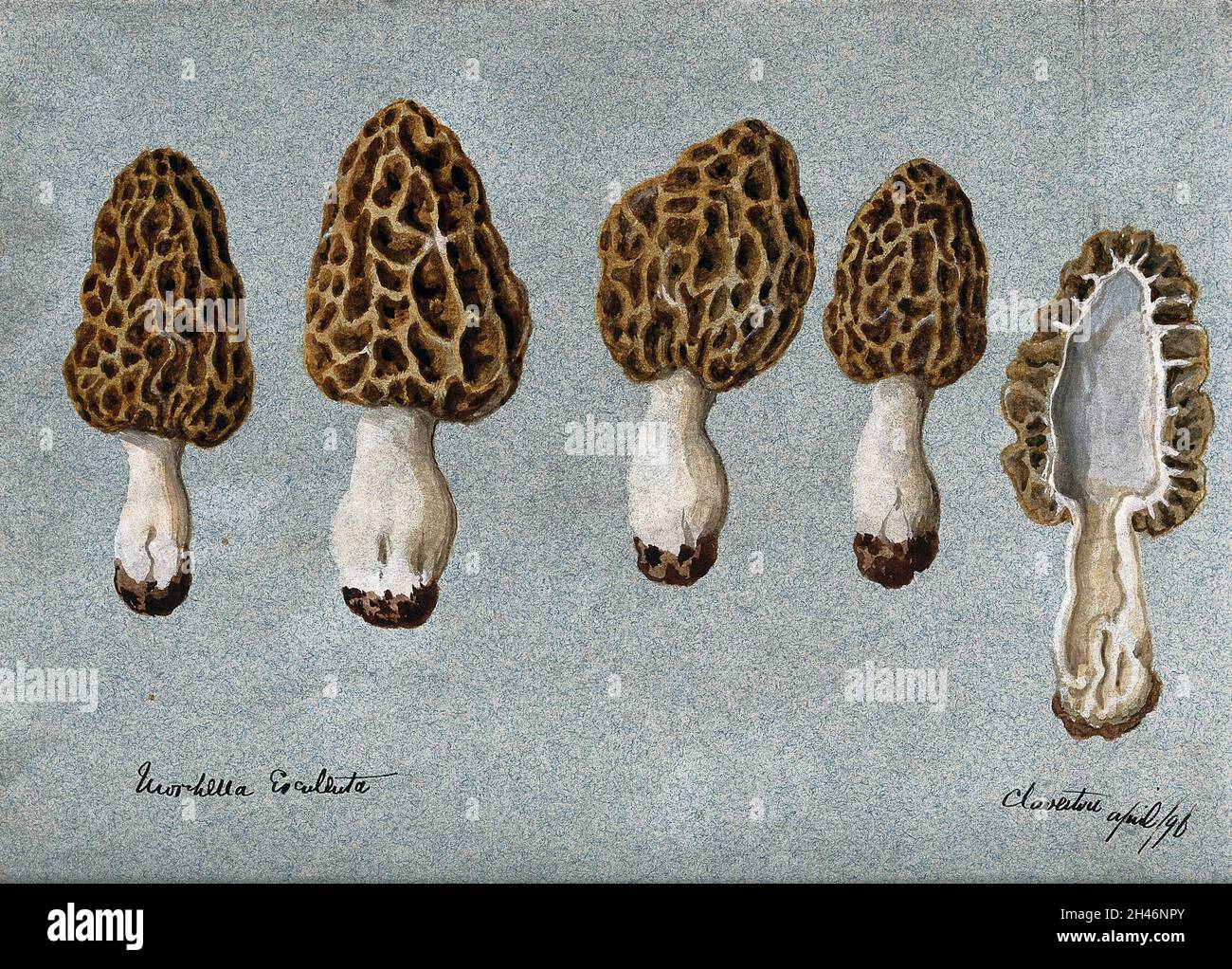 Common morel (Morchella esculenta): five fruiting bodies, one sectioned ...