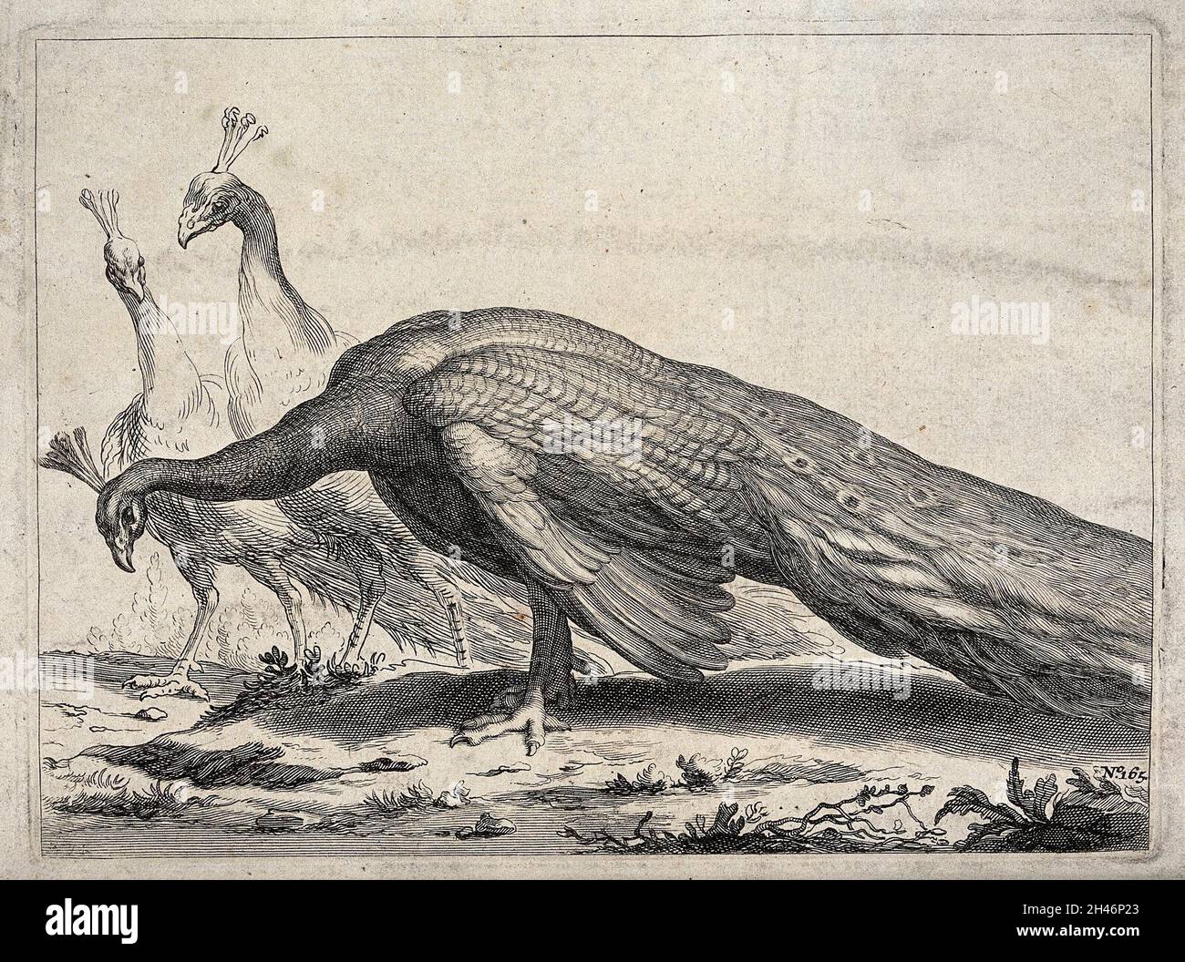 A peacock and two peacocks in silhouette. Etching Stock Photo - Alamy