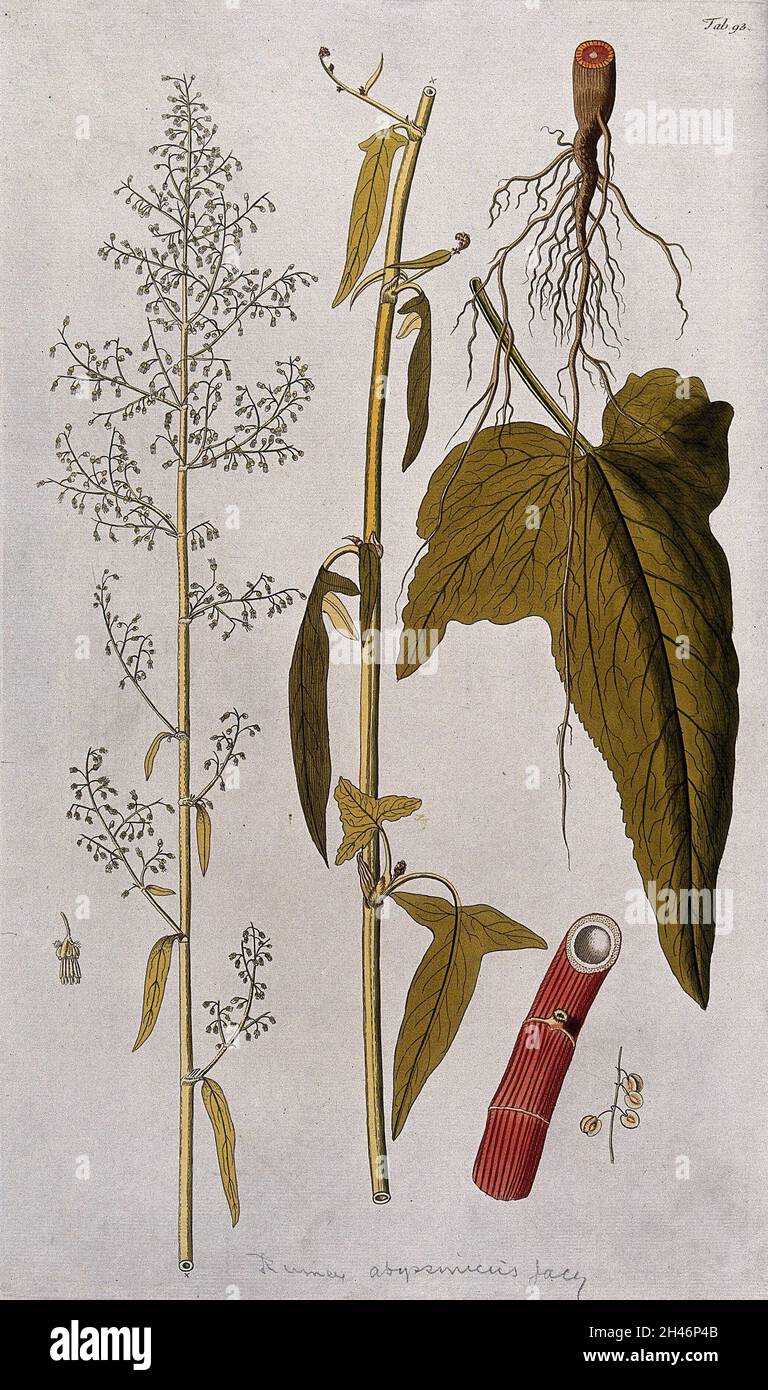 Spanish rhubarb dock (Rumex abyssinicus Jacq.): two sections of the ...