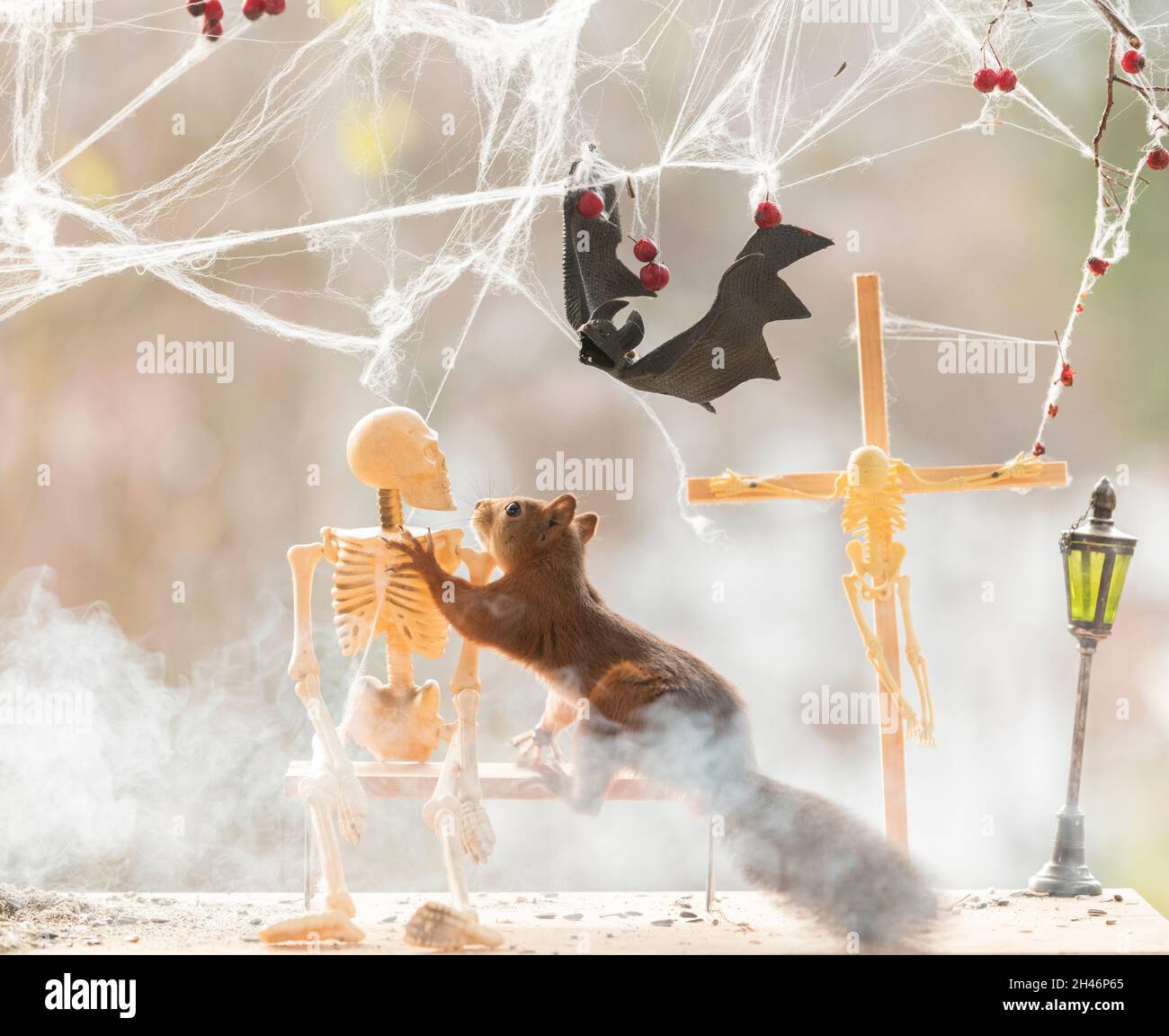 Squirrel skeleton hi-res stock photography and images - Alamy