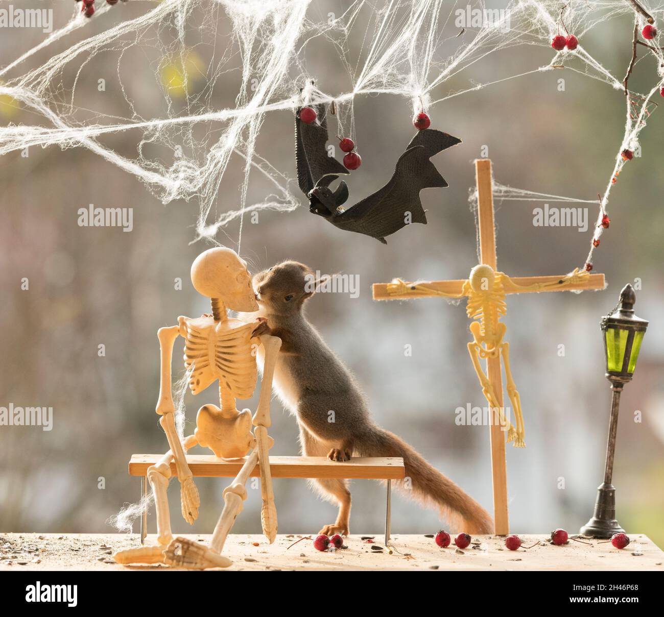 Squirrel skeleton hi-res stock photography and images - Alamy