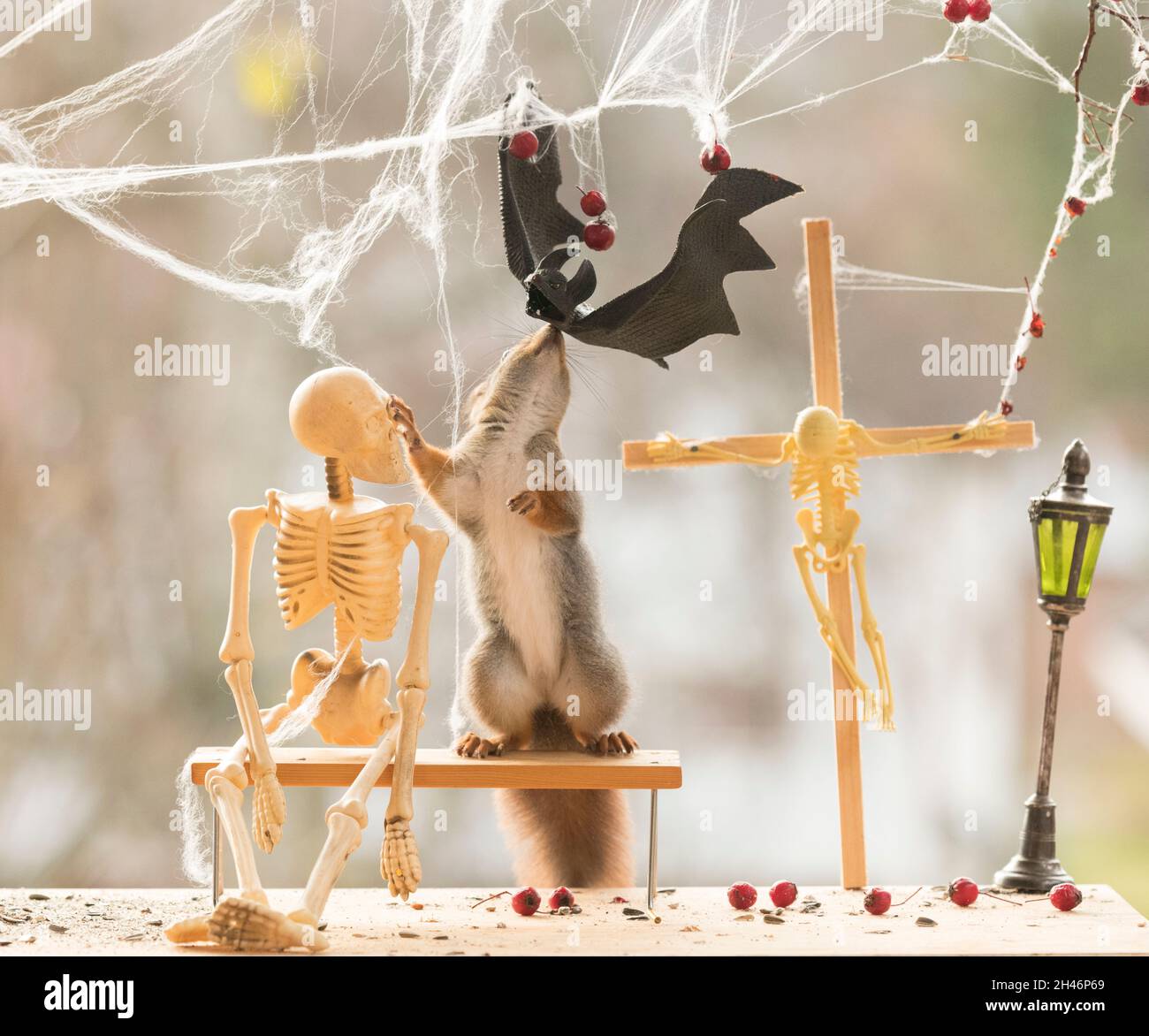 Squirrel skeleton hi-res stock photography and images - Alamy