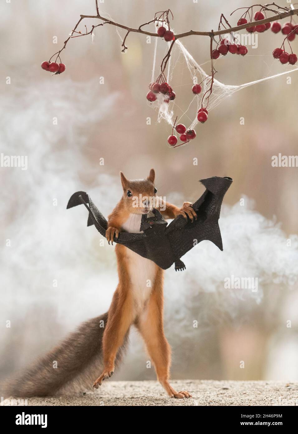 Red Squirrel is holding a bat Stock Photo - Alamy