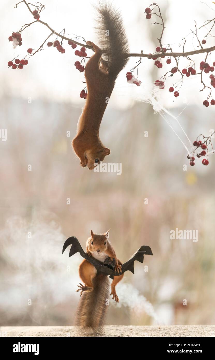 Bat rodent hi-res stock photography and images - Alamy