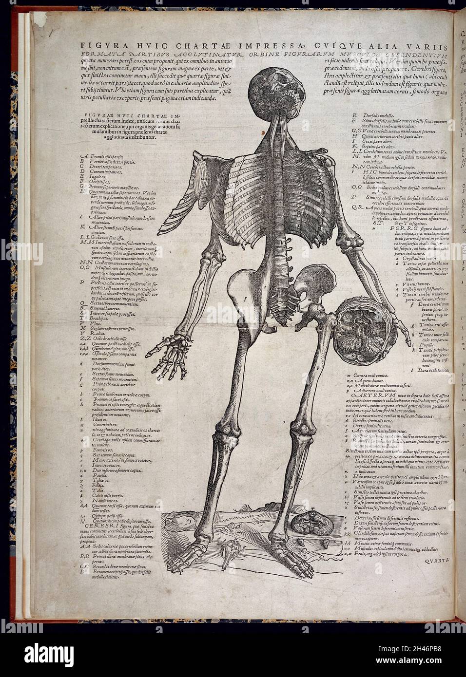 Skeleton holding a skull Stock Photo - Alamy