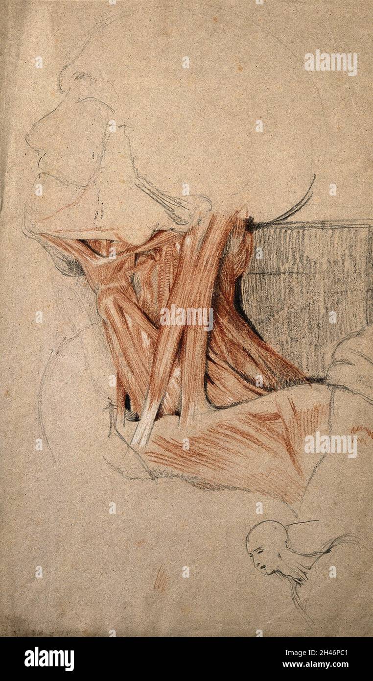 Muscles of the neck: head and neck of an écorché figure, and small ...
