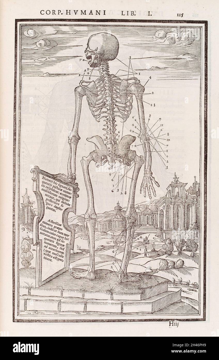 Human skeleton showing muscles on the arm and neck Stock Photo - Alamy