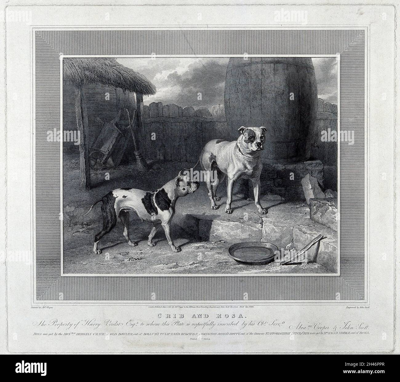 Two dogs (bull terriers?) Engraving by J. Scott after A. Cooper, 1817 ...