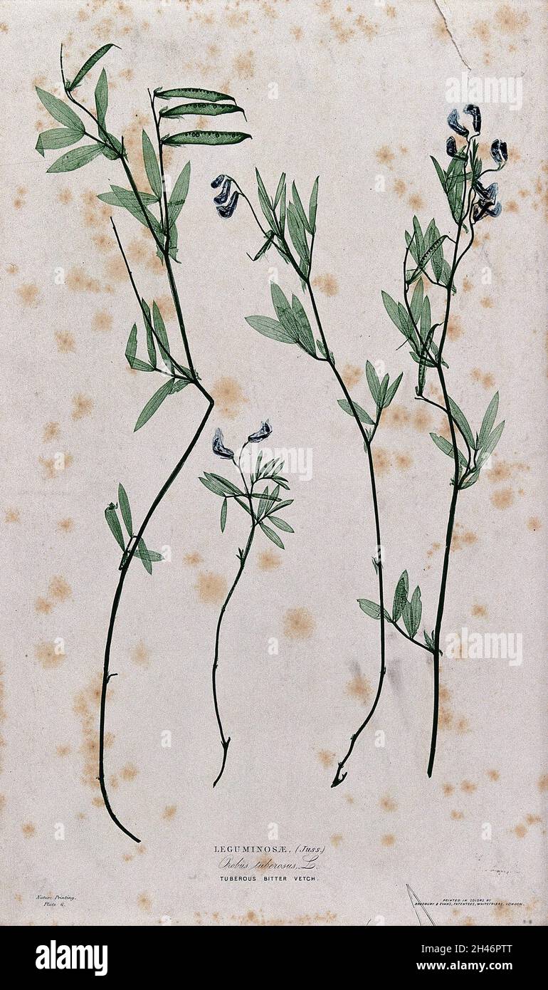 Vetchling (Lathyrus species): flowering and fruiting stems. Colour ...