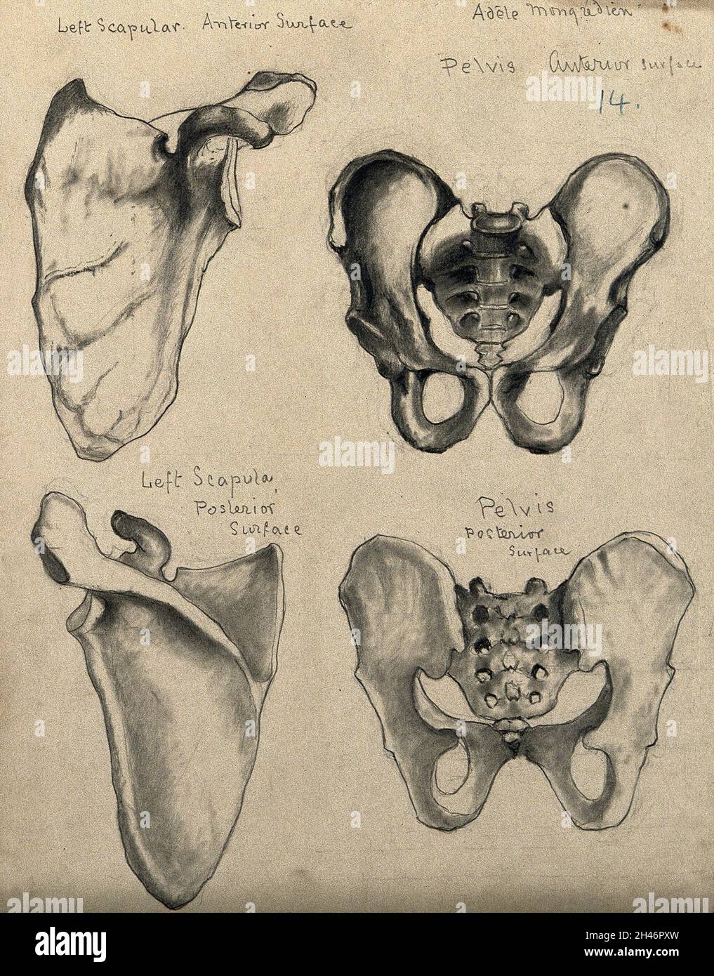Bones of the pelvis and scapula: four figures. Pencil and chalk drawing ...