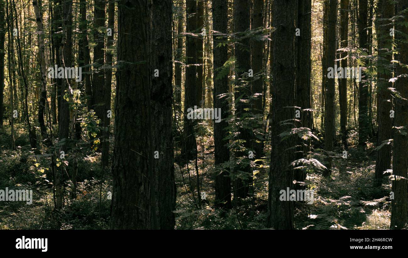 Dense forest large pines hi-res stock photography and images - Alamy