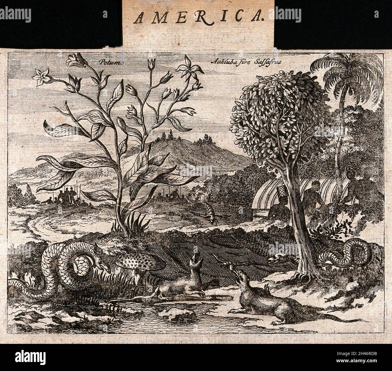 A Brazilian sassafras tree (Aniba species) and a Petunia plant in an ...